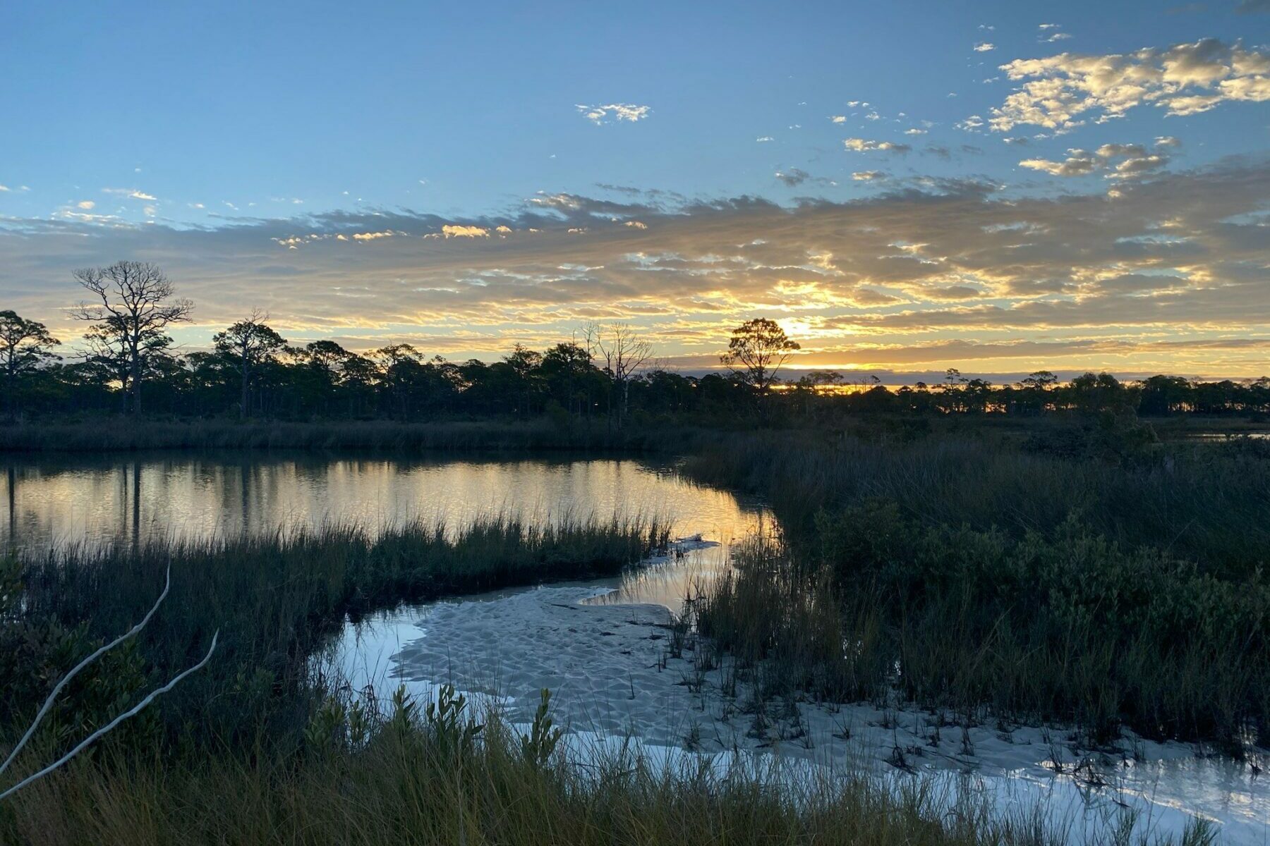 Dog Island Preserve | Atira Conservation